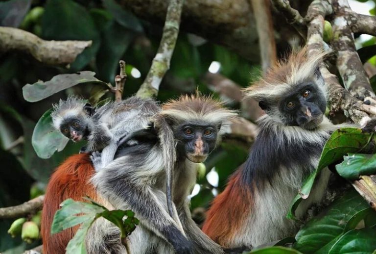 What Wildlife You Can See in Zanzibar